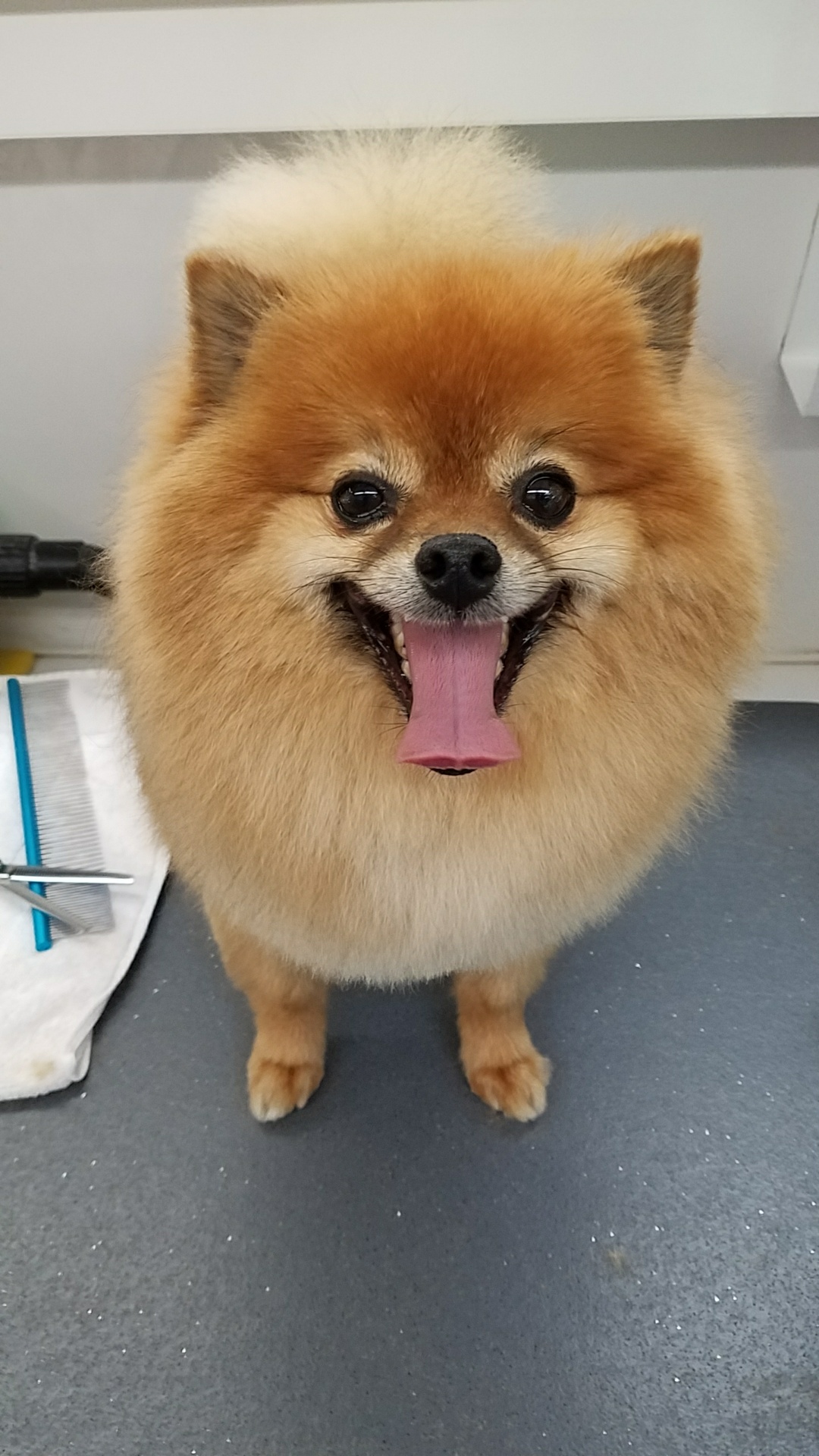 Pawzazz Mobile Grooming, LLC – Full Service Pet Grooming Right at Your Doorstep!