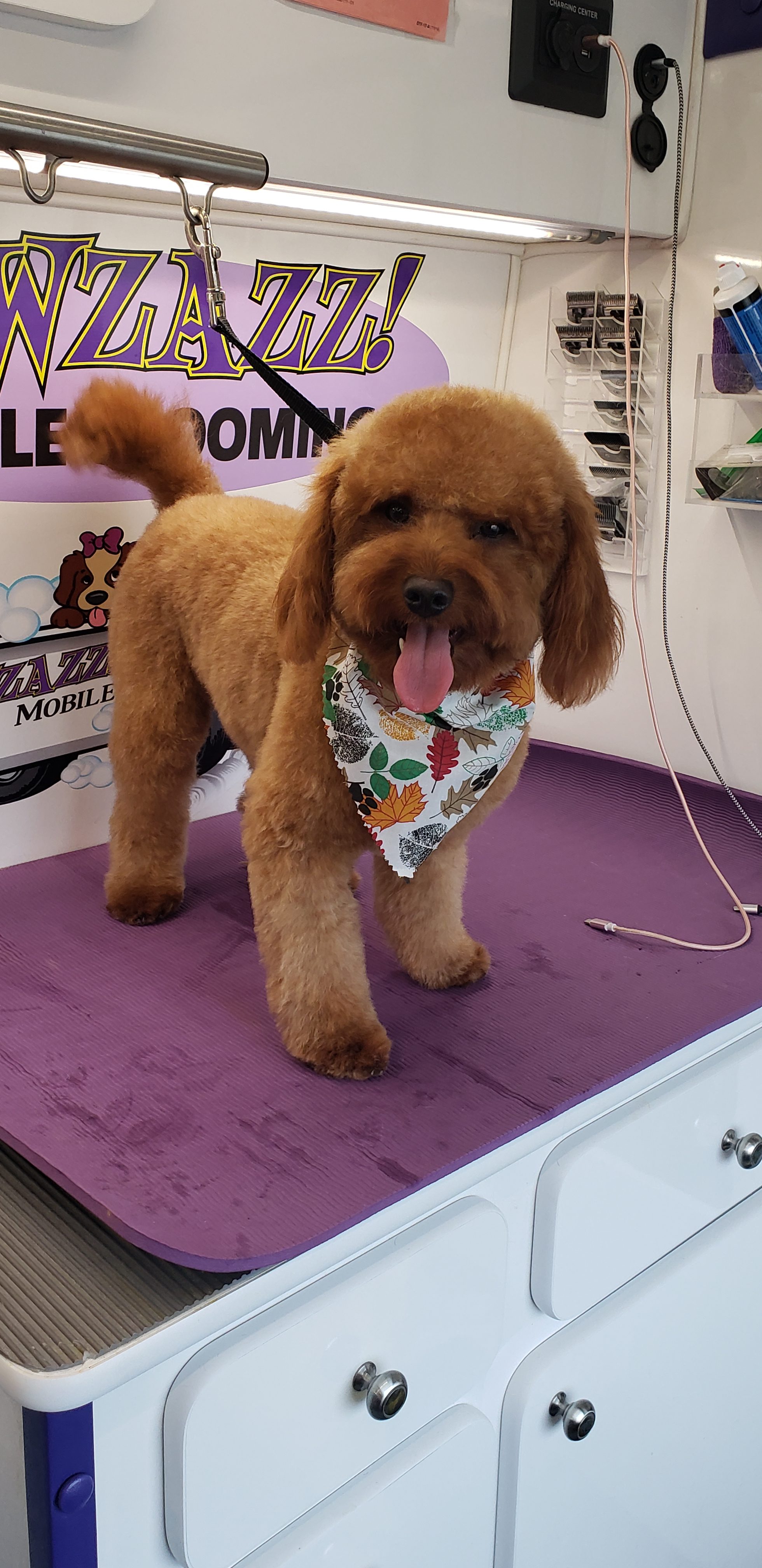 Pawzazz Mobile Grooming, LLC – Full Service Pet Grooming Right at Your Doorstep!